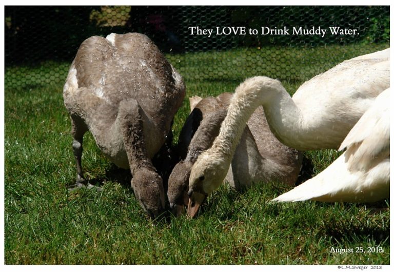 Swan Lovers