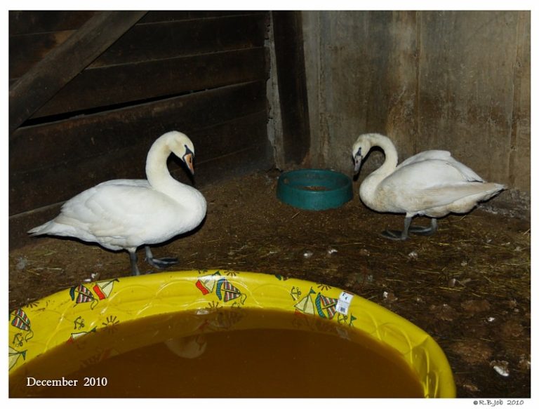 Swan Lovers