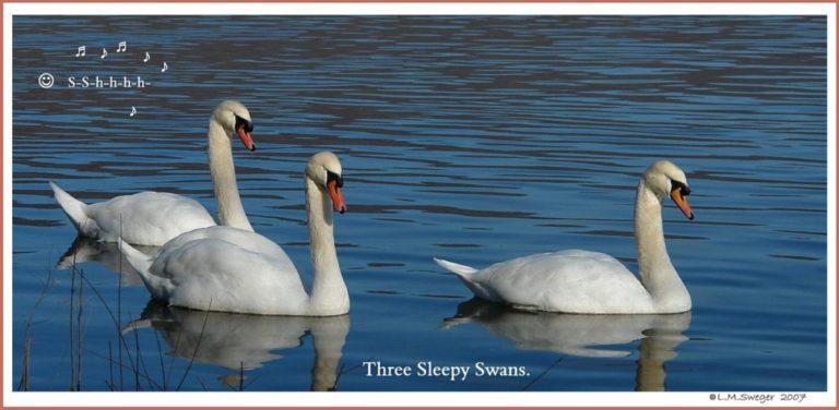 Swan Lovers
