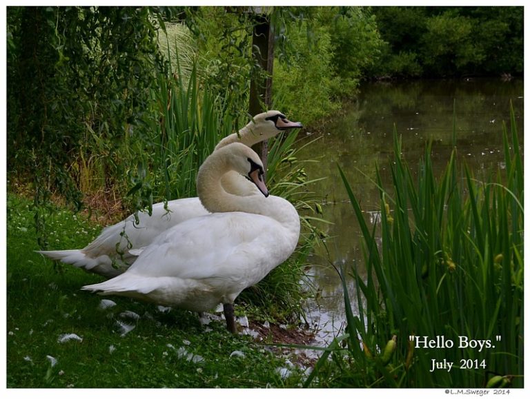 Swan Lovers