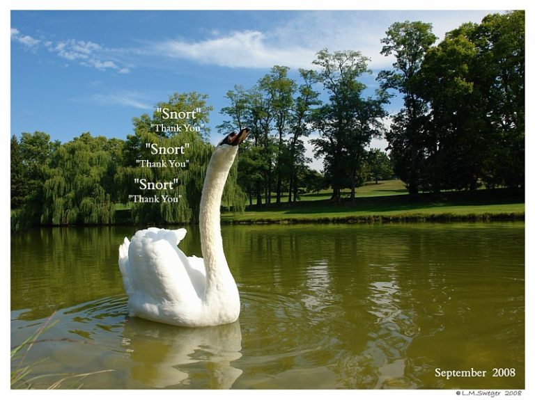 Swan Lovers