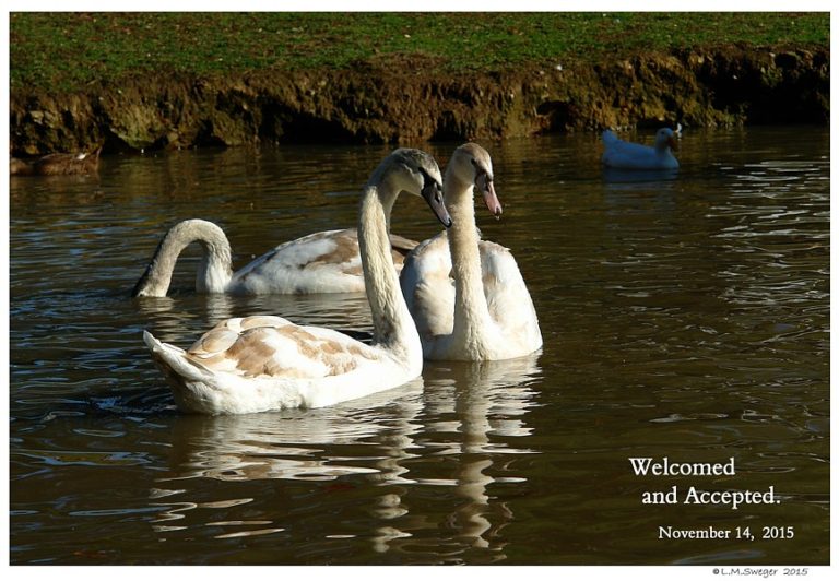 Swan Lovers