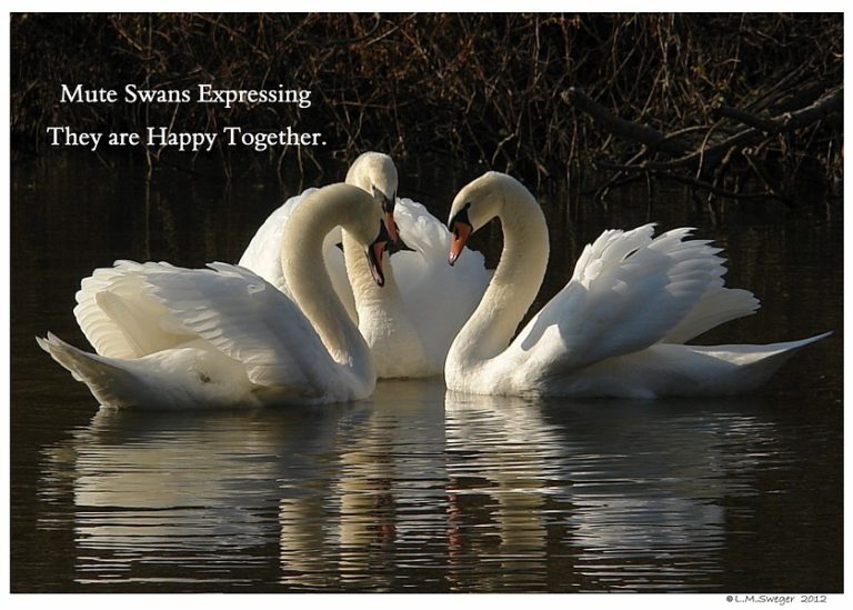 Swan Lovers