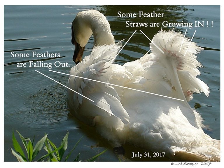 Swan Lovers