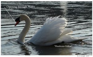 Swan Lovers