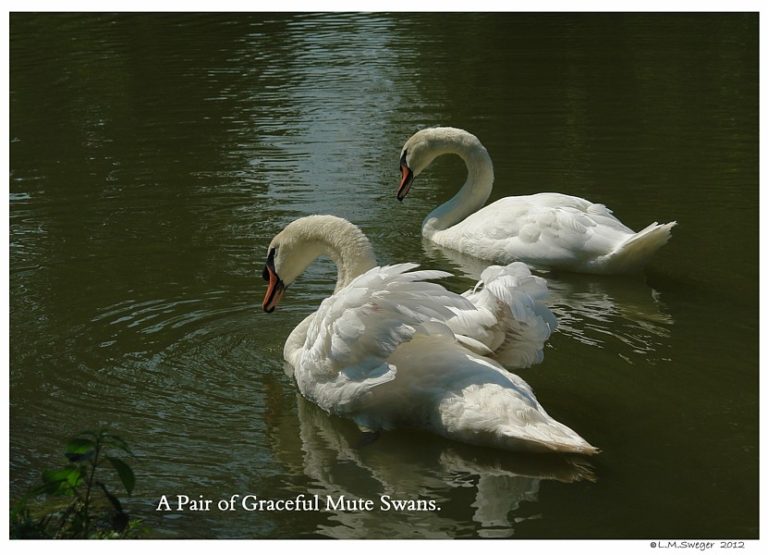 Swan Lovers