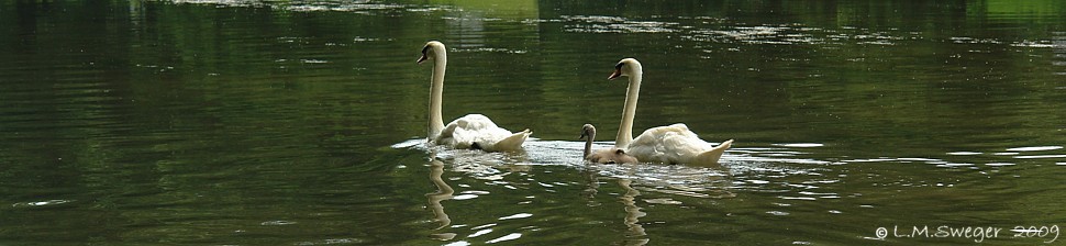 Swan Lovers