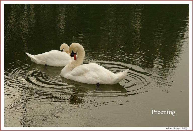 Swan Lovers