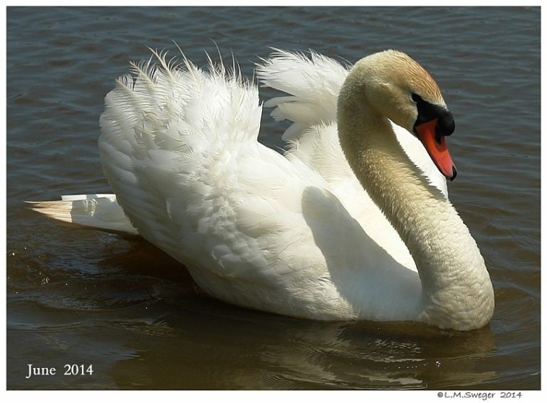 Swan Lovers