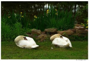 Swan Lovers
